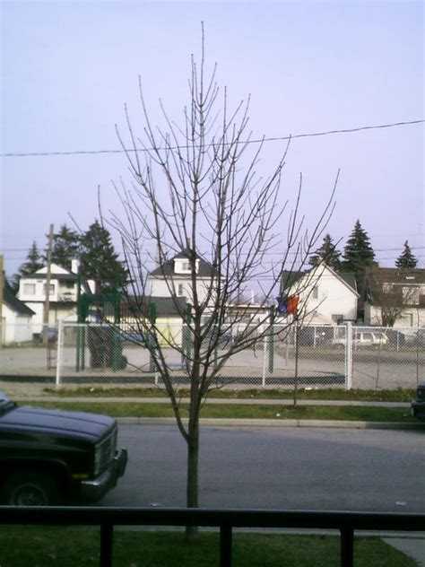 Tree By Canadianrockstar On Deviantart