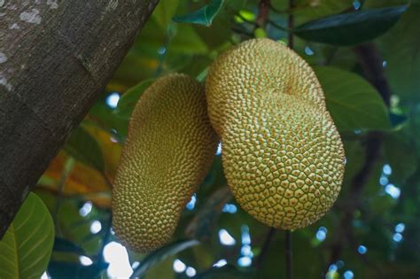 Khasiat Buah Cempedak Ialah Kesihatan Myhaluan