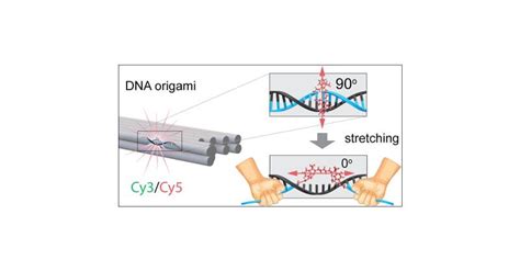 Guillermo Acuna On Linkedin Dna Self Assembly Of Single Molecules With