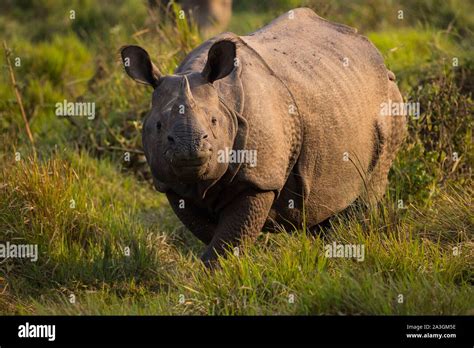 Nepal Chitwan National Park Greater One Horned Rhino Rhinoceros