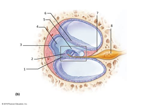 Bio 142 Cross Section Of The Cochlea Diagram Quizlet