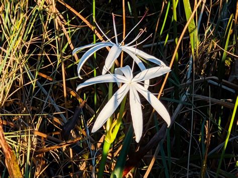 Elegance Laura Mcclure Photography Flowers Plants And Trees