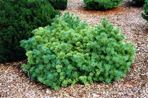 Pinus Strobus Minuta Conifer Trinomial American Conifer Society Conifers Native Plants