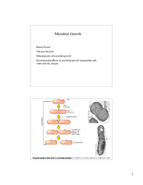 Pdf Microbial Growth Binary Fission