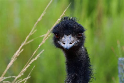 An Emu Discerns Enclosure By Thebootesartvoid On Deviantart