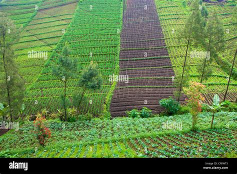Ngadas Indonesia Asia Java Fields Agriculture Stock Photo Alamy