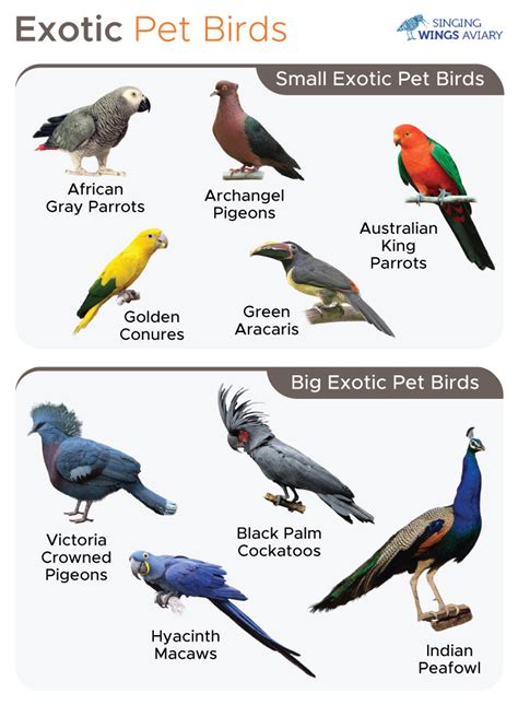 Birds For Zodiac Signs 60 Photos