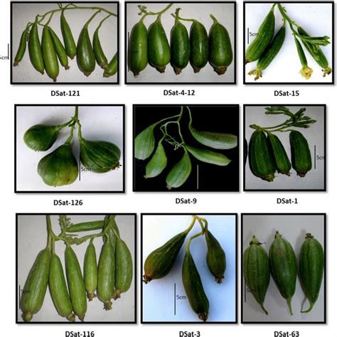 Leaf Variation In Luffa Hermaphrodita Genotypes Download Scientific