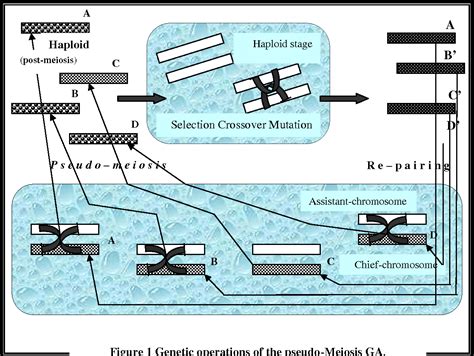 Figure 1 From The Effect Of Pseudo Meiosis Genetic Algorithm On Bit