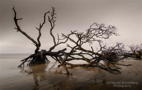 Twining Trees Botany Bay By Norma Brandsberg Photography Wall Art
