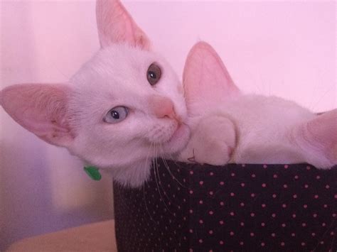 Kucing Ini Tertidur Foto Gratis Di Pixabay Pixabay