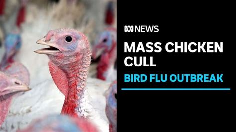 Thousands Of Chickens Culled Amid Avian Influenza Outbreak At Victorian