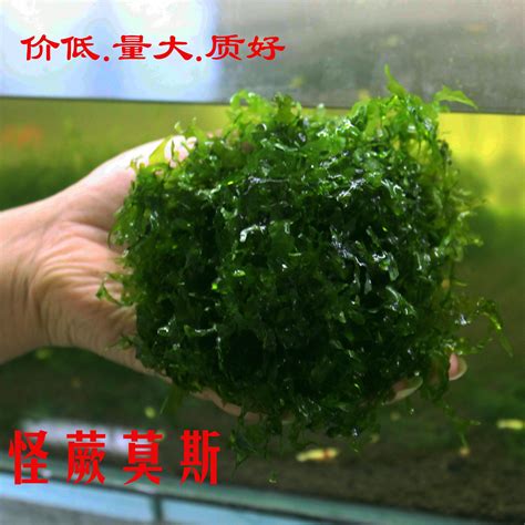 散叶散装珊瑚怪蕨怪撅怪厥莫丝慕斯莫斯水草好养鱼缸沉木造景植物 虎窝淘