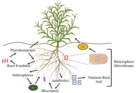 Insights Into The Interactions Among Roots Rhizosphere And