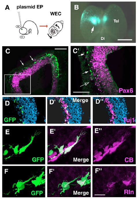 Migration Pattern And Characteristics Of Olfactory Cortex Neurons Download Scientific Diagram