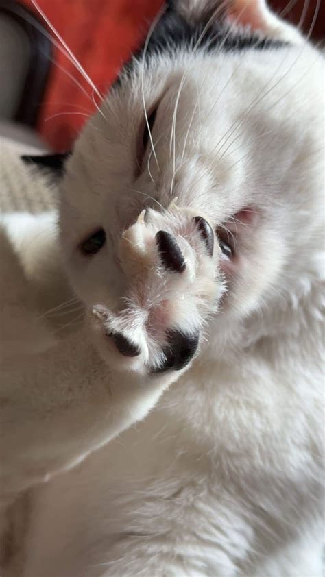 Love The Toe Beans Rspreadytoes