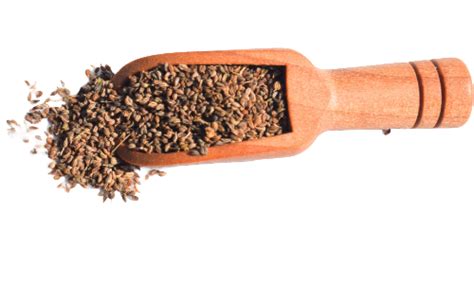 Celery Seed Herb Magickal Correspondences Virtual Greencraft Grmoire — The Wicked Witchs Web