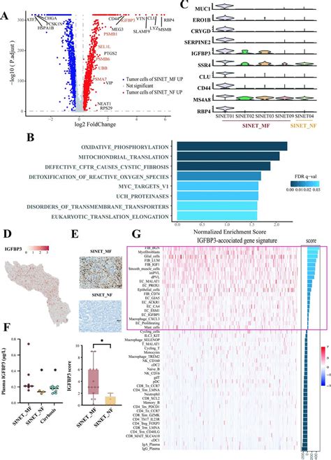 Iddf2024 Abs 0121 Single Cell Transcriptomic Analysis Of Small