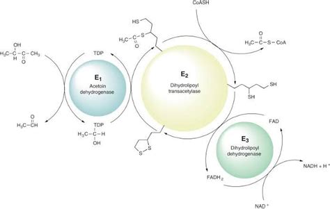 Types Of Hydrogens Diagram