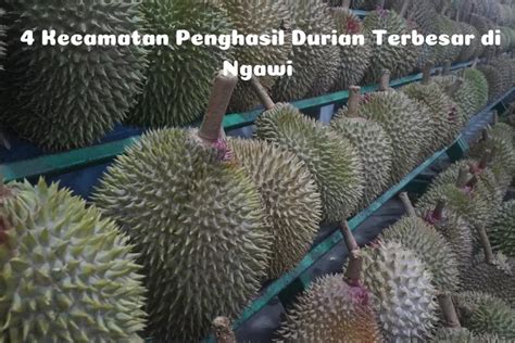4 Kecamatan Penghasil Durian Terbesar Di Ngawi Gak Disangka Juaranya