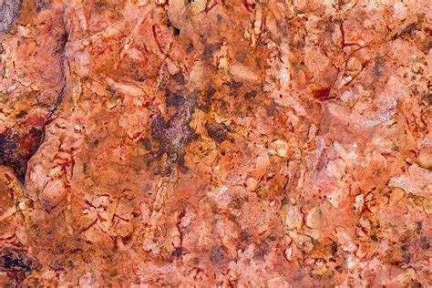 Invertebrate Fossils Paleontology Amonite Ammonite Photo Background And