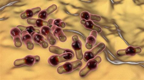 Spore Forming Bacteria Clostridium Stock Illustration Illustration Of