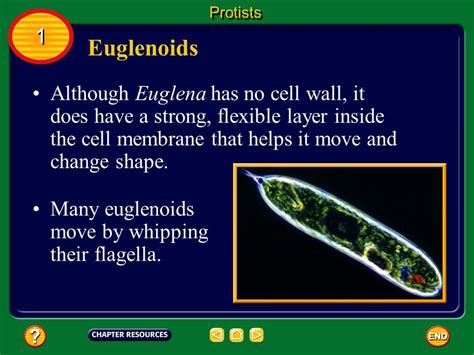 Chapter Protists And Fungi Ppt Video Online Download