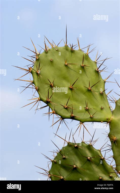 Stem Of A Cactus At Eugene Mash Blog