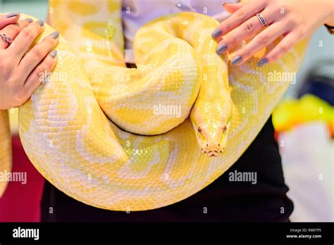 Albino Burmese Python As A Pet Tame Stock Photo Alamy