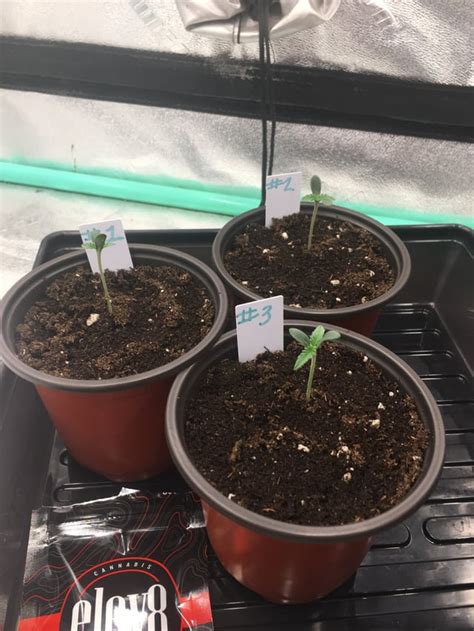 Oreoz X Gary Payton First Time Running Elev8 Rgrowbuddy