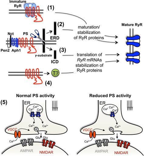 Presenilin Ryanodine Receptor Connection Pnas