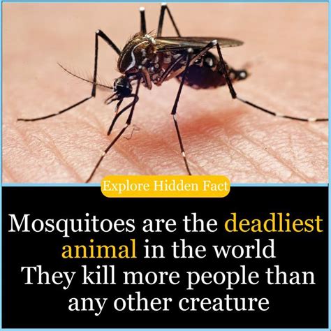 Explore Hidden Fact Unknown Facts Did You Know These Fact Fun