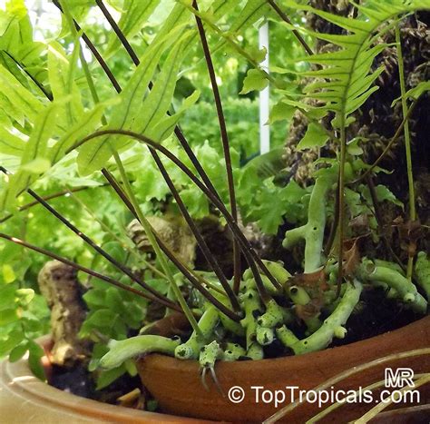 Polypodium Sp Polypody