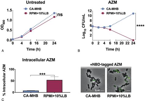 Azithromycin Exerts Bactericidal Activity And Enhances Innat Infectious Microbes And Diseases