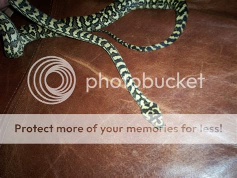 Fao Bladeblaster Jag Sib Reptile Forums