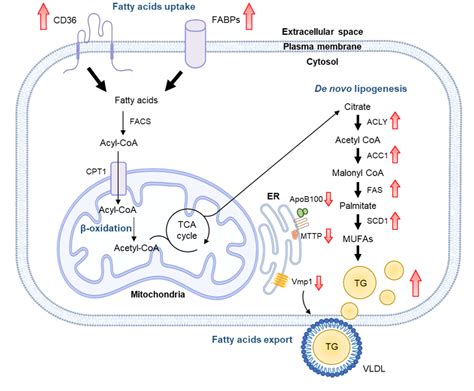 Figure 1 From Altered Lipid Metabolism As A Predisposing Factor For