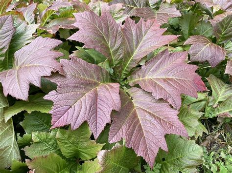Secret Gardens Of Sligo Juniper Barn Photo Albums Ardcarne Garden