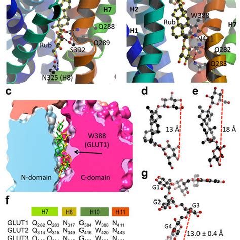 Screen For Glut Inhibition Relative Transport Activity Of Gluts In