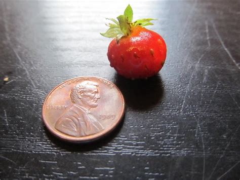 Smallest Ripe Strawberry World Record Margaret Mcgregor