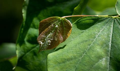 Pests On The Leaves Of Eastern Redbud Cercis Canadensis Cacopsylla Pulchella Is The Dangerous