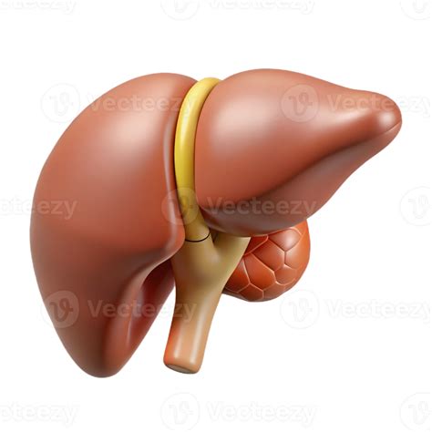 3d Render Of Human Liver Anatomy 54590864 Png