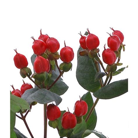 Hypericum Coco Diablo Spray