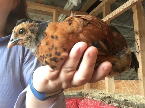 Mini Pav There A Chick