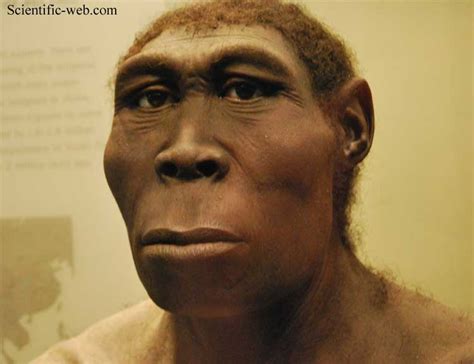 Homo Heidelbergensis Junglekey Fr Image 450