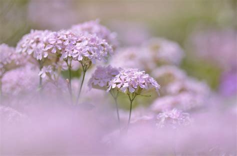 Sweet William Catchfly Silene Armeria コマチソウ ムシトリナデシコ Flickr