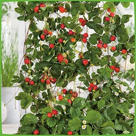 Baldur Garten Kletter Erdbeere Hummi® 3 Pflanzen Fragaria