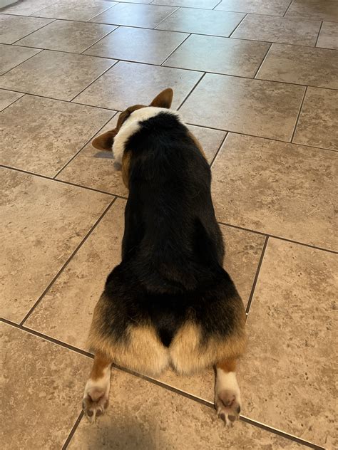 Corgi Butt Album On Imgur