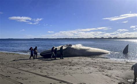 Blue Whale Shoreham