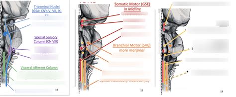 Cranial Nerve Nuclei Diagram Quizlet