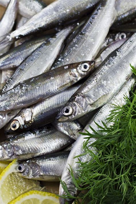 Peixes Pequenos Omega Natural 3 Foto De Stock Imagem De Marisco